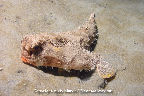Polkadot Batfish Pictures - images of Ogcocephalus radiatus